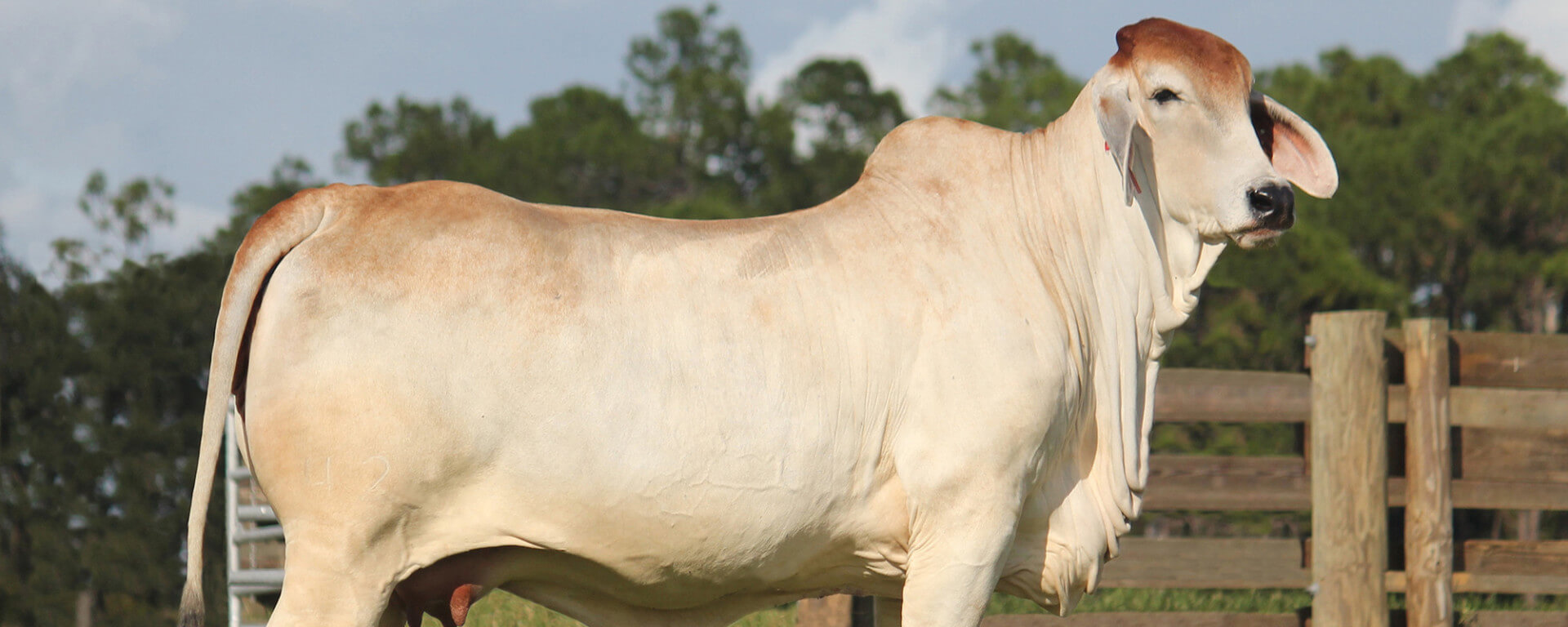 Elite Genetics - Elite Reproductive Services - La Vernia, Texas